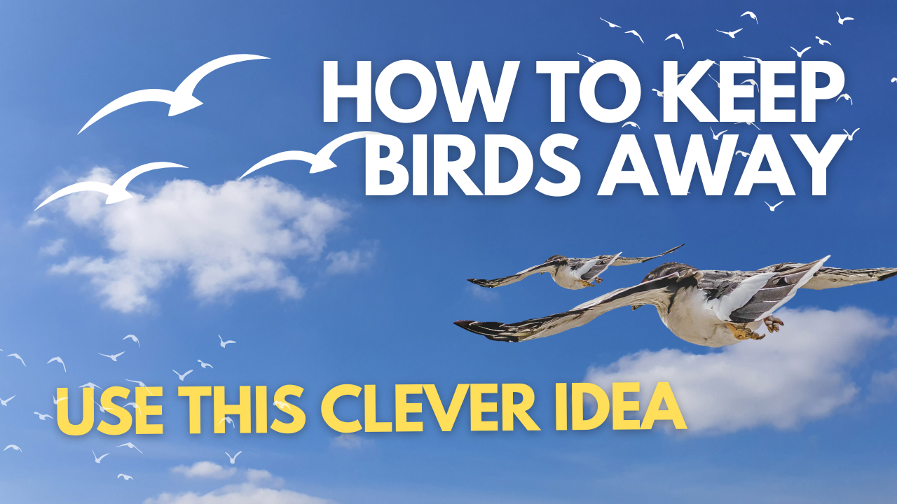 How to Keep Birds Away from Your Garden and Patio