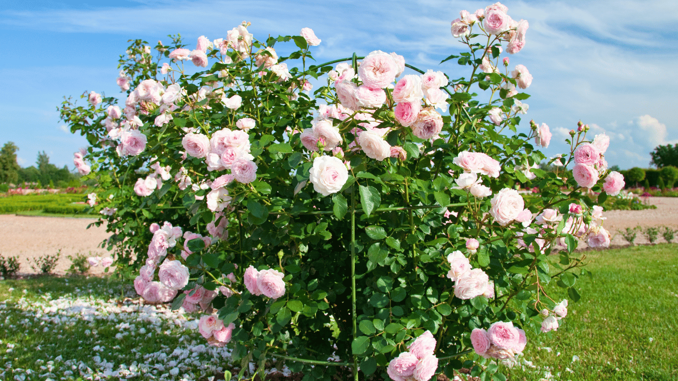 Beginner’s Guide to Rose Bush Care Phoenix, AZ | Landscape Tips